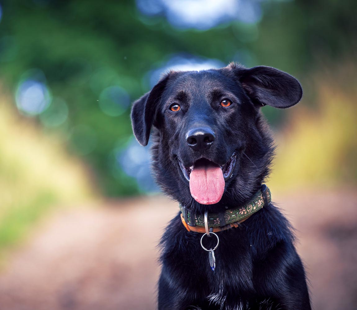Getting Ready for Your New Friend - Spry Dog